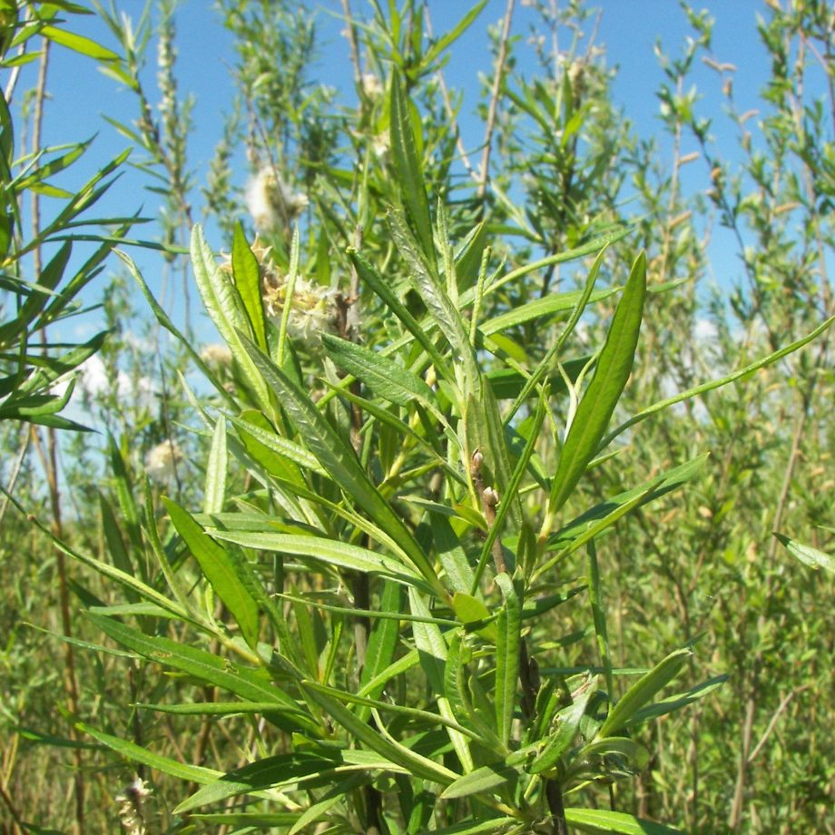 Willow Cuttings Bundle Of 10 The Wild Croft